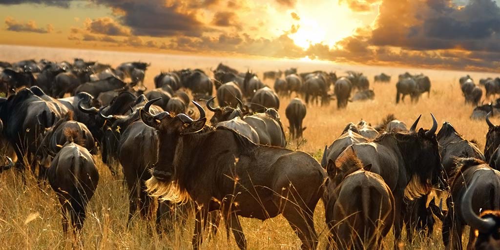 Hot airballoon safari in the serengeti national park